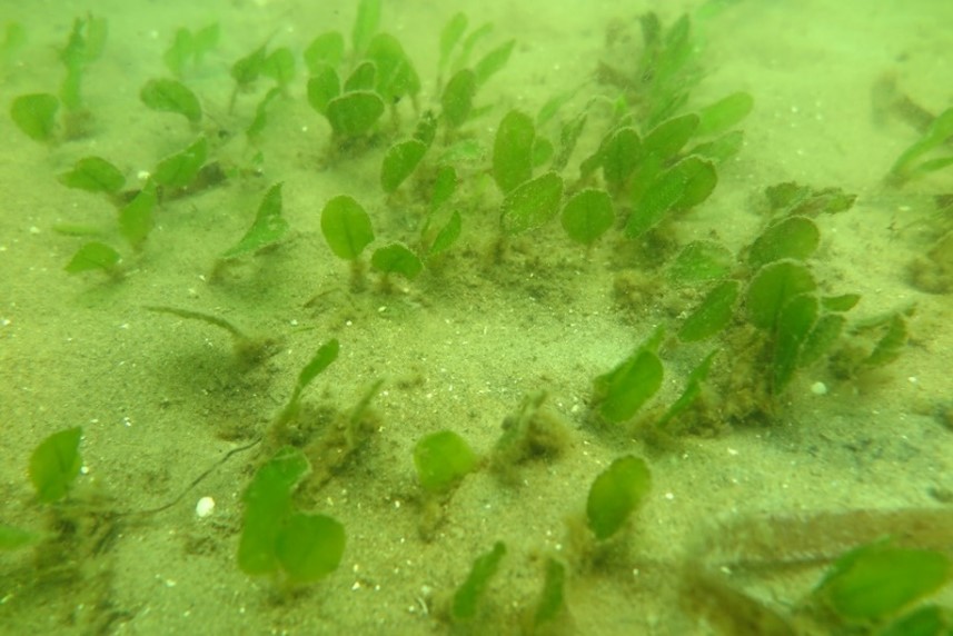 global-textbook-of-botany.com — Halophila ovalis