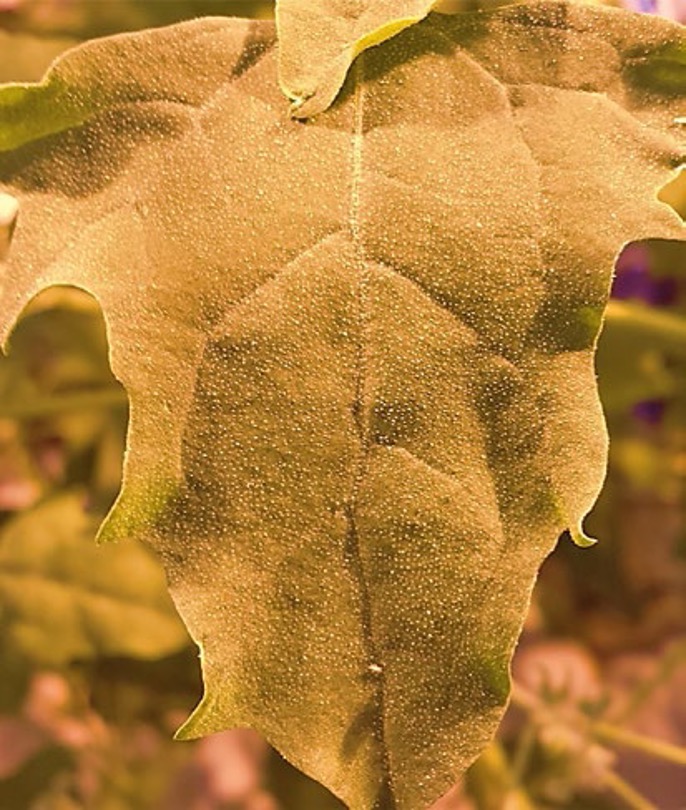 global-textbook-of-botany.com — Chenopodium quinoa